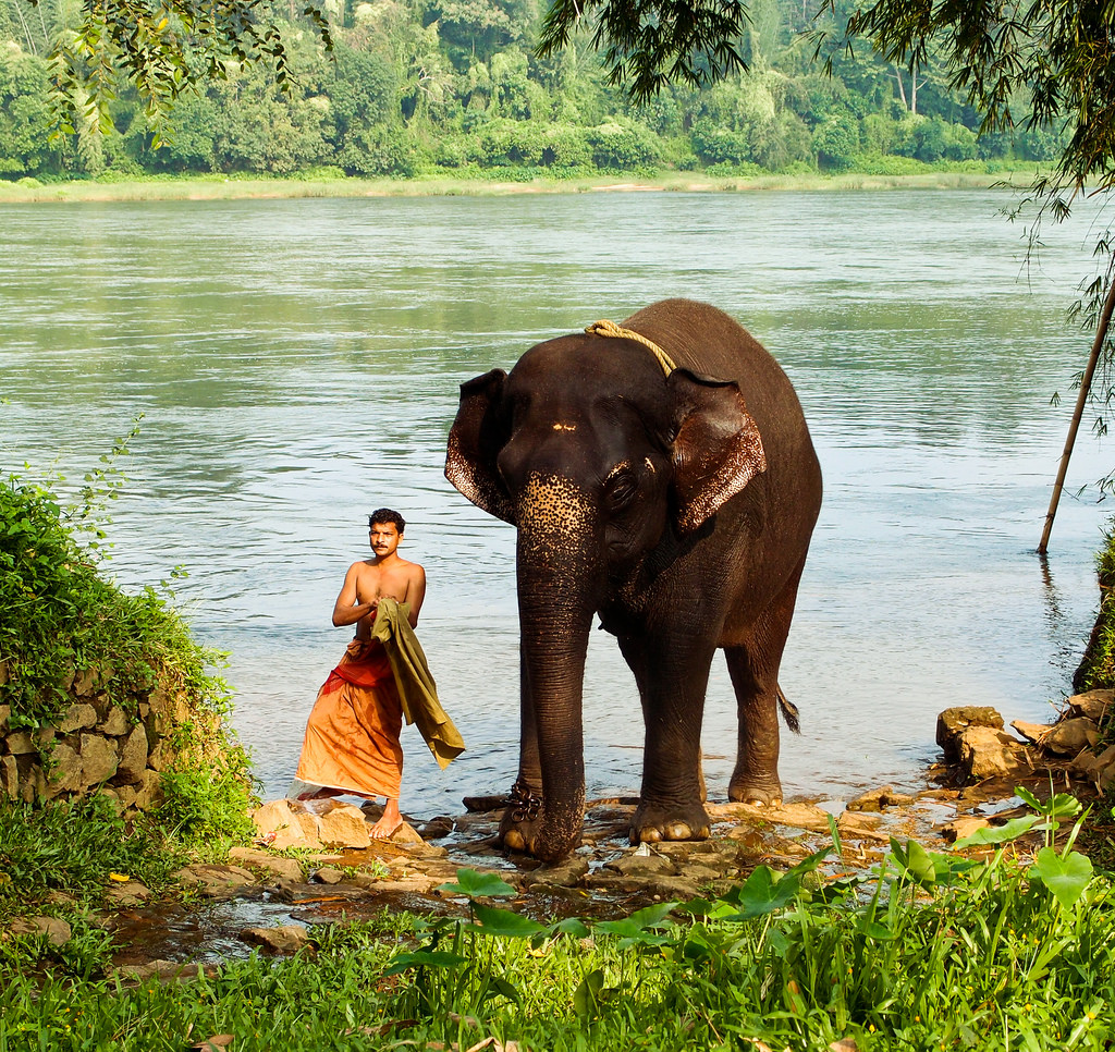 About kodanad | Kodanad, Elephant training centre